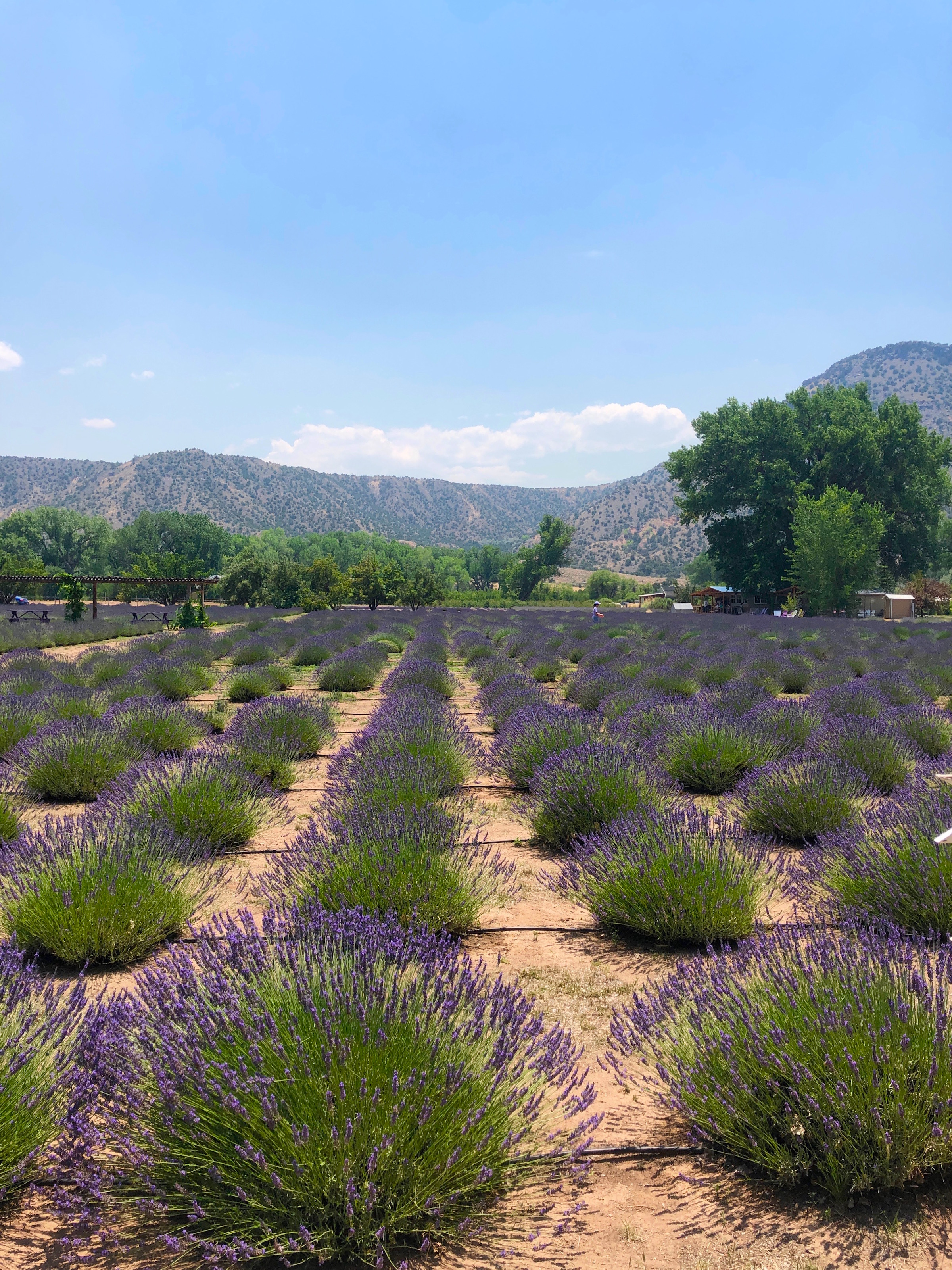 Lavender Gelato – Rebecca Sherrow